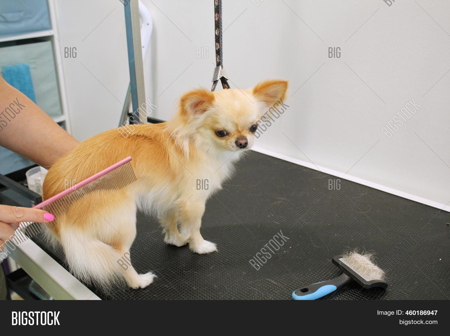 Hands Woman Groomer Image & Photo (Free Trial) | Bigstock