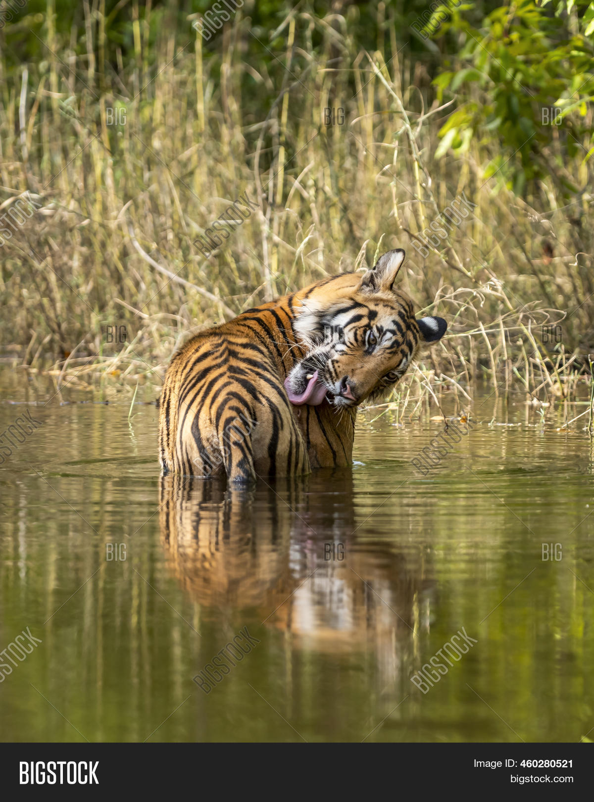 Wild Male Bengal Tiger Image & Photo (Free Trial) | Bigstock