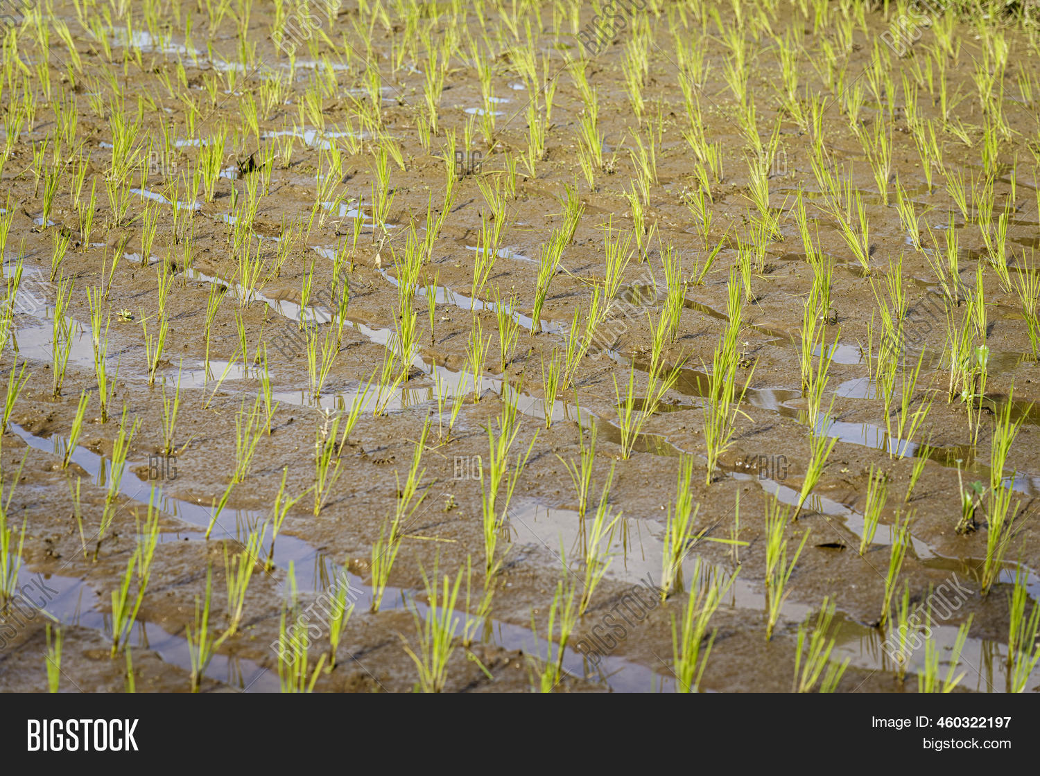 Rice Fields That Have Image & Photo (Free Trial) | Bigstock
