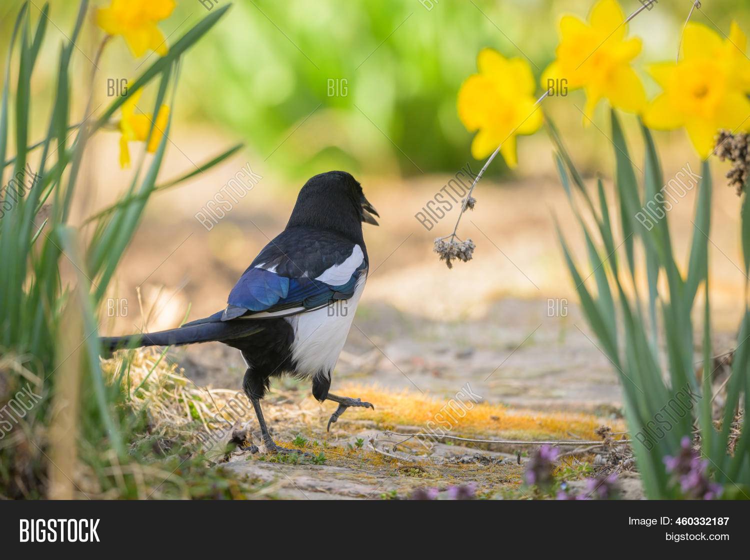 Common Magpie (pica Image & Photo (Free Trial) | Bigstock