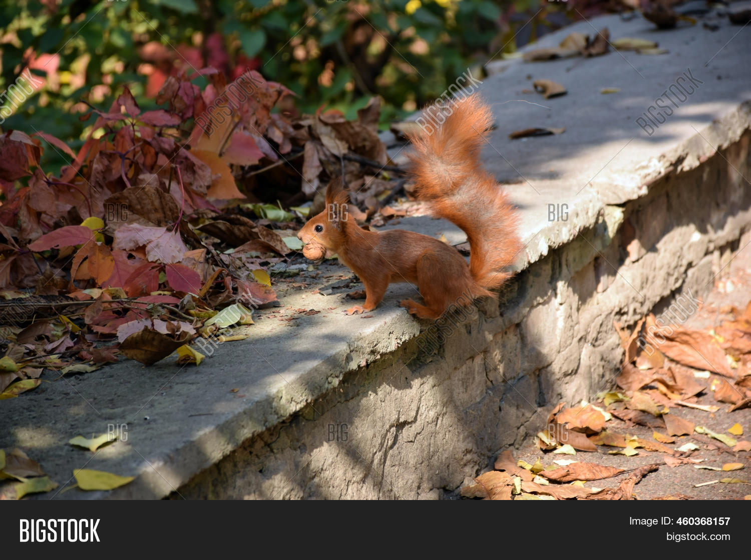 Squirrel Sits On Curb Image & Photo (Free Trial) | Bigstock