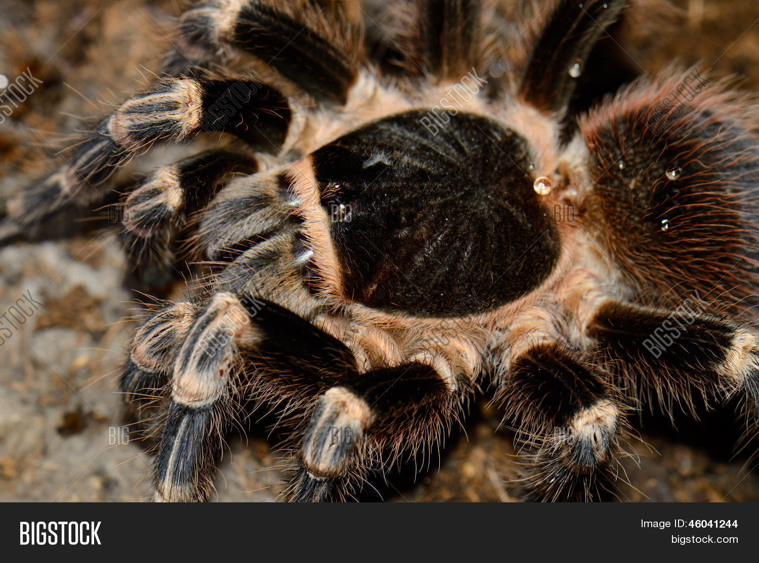 Brazilian White Stripe Image & Photo (Free Trial) | Bigstock