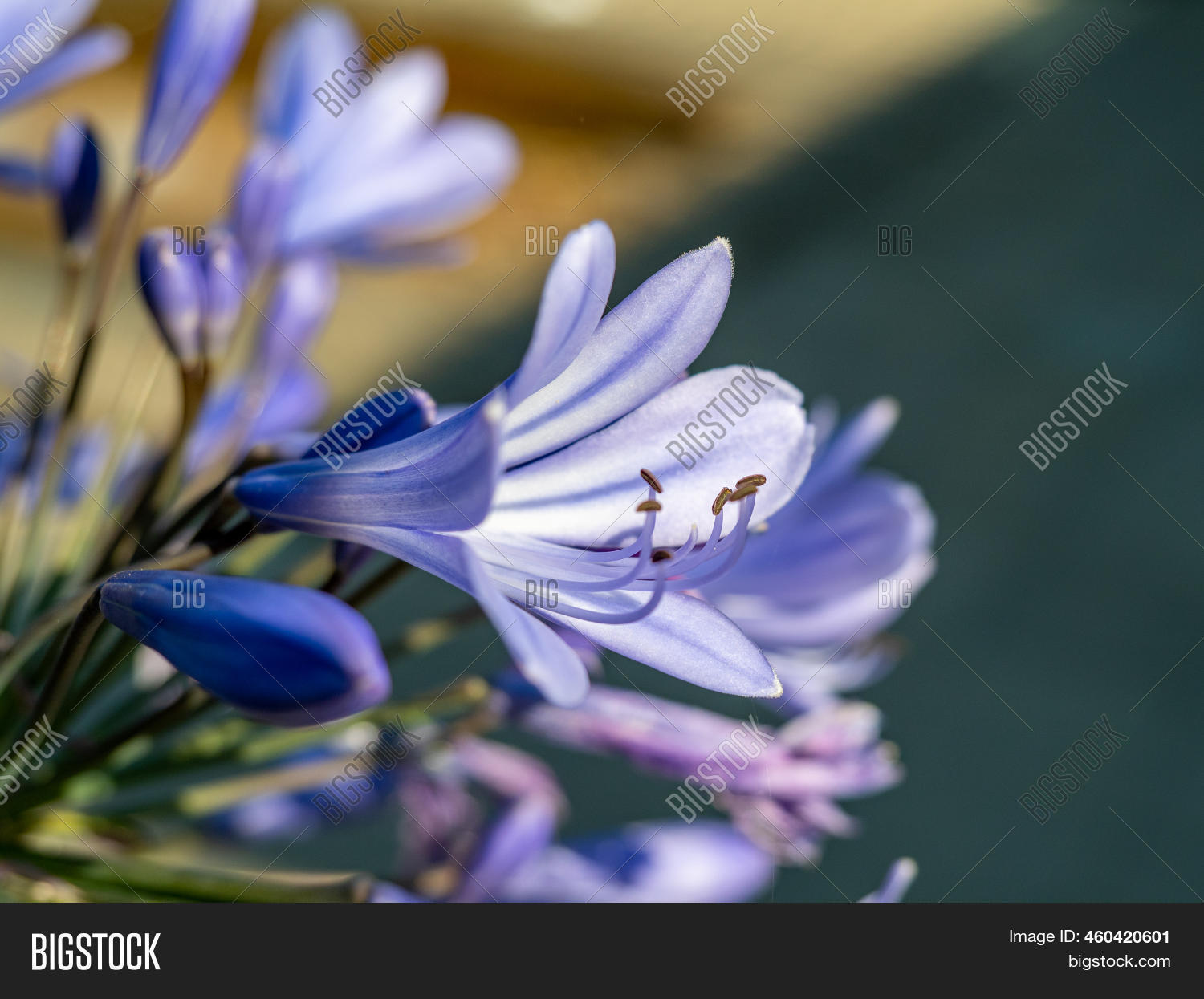 Bright Blue Flowers Image & Photo (Free Trial) | Bigstock