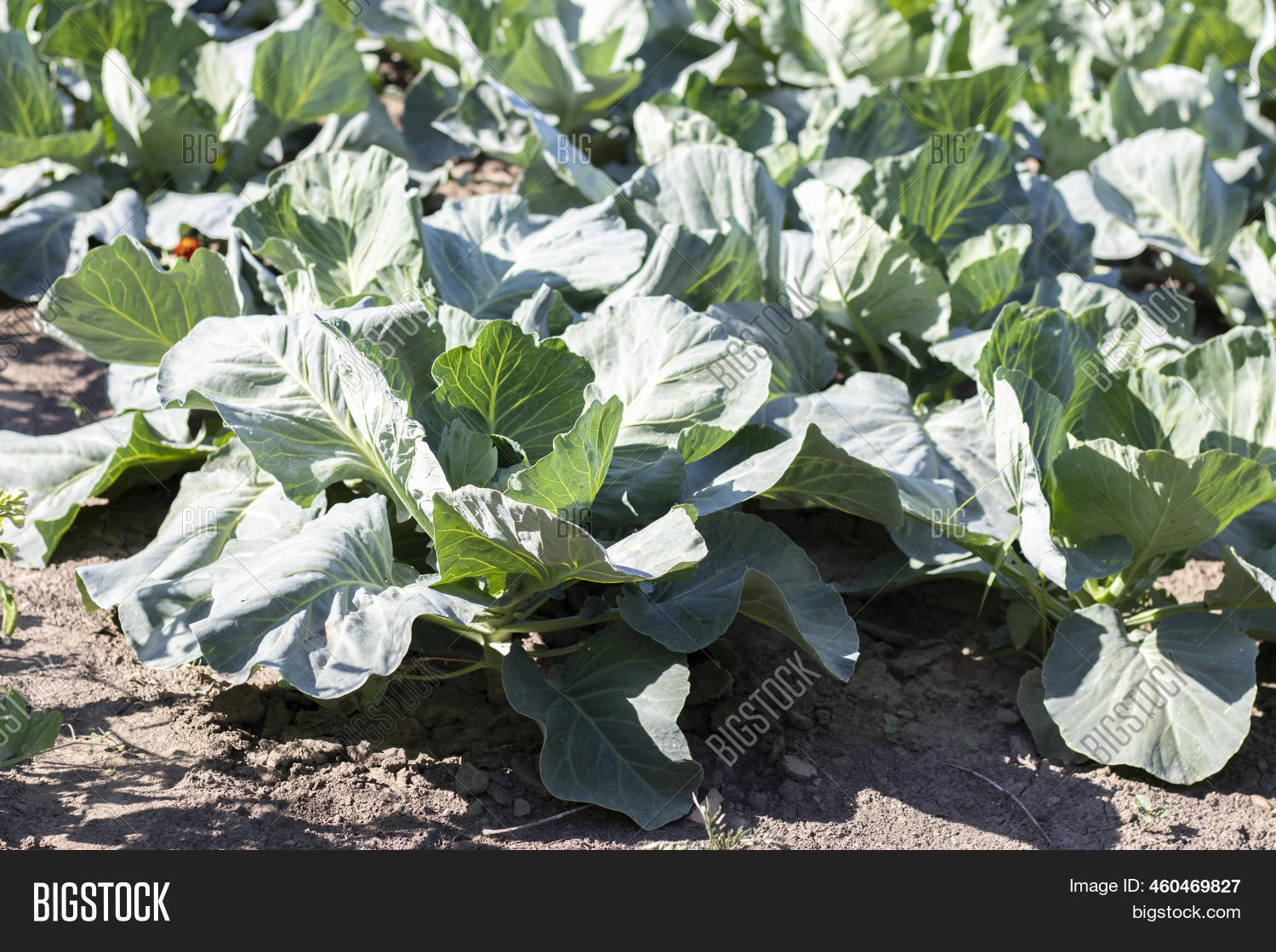 White Fresh Cabbage Image & Photo (Free Trial) | Bigstock