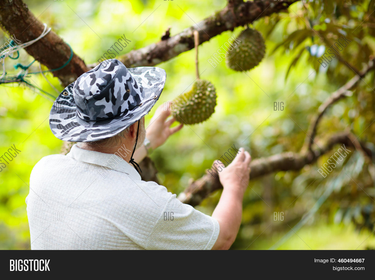 Durian Growing On Tree Image & Photo (Free Trial) | Bigstock