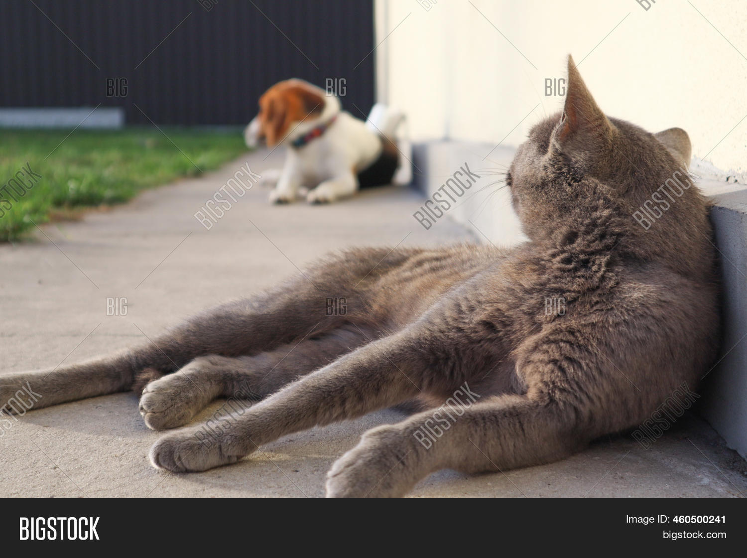 Gray British Cat Lying Image & Photo (Free Trial) | Bigstock