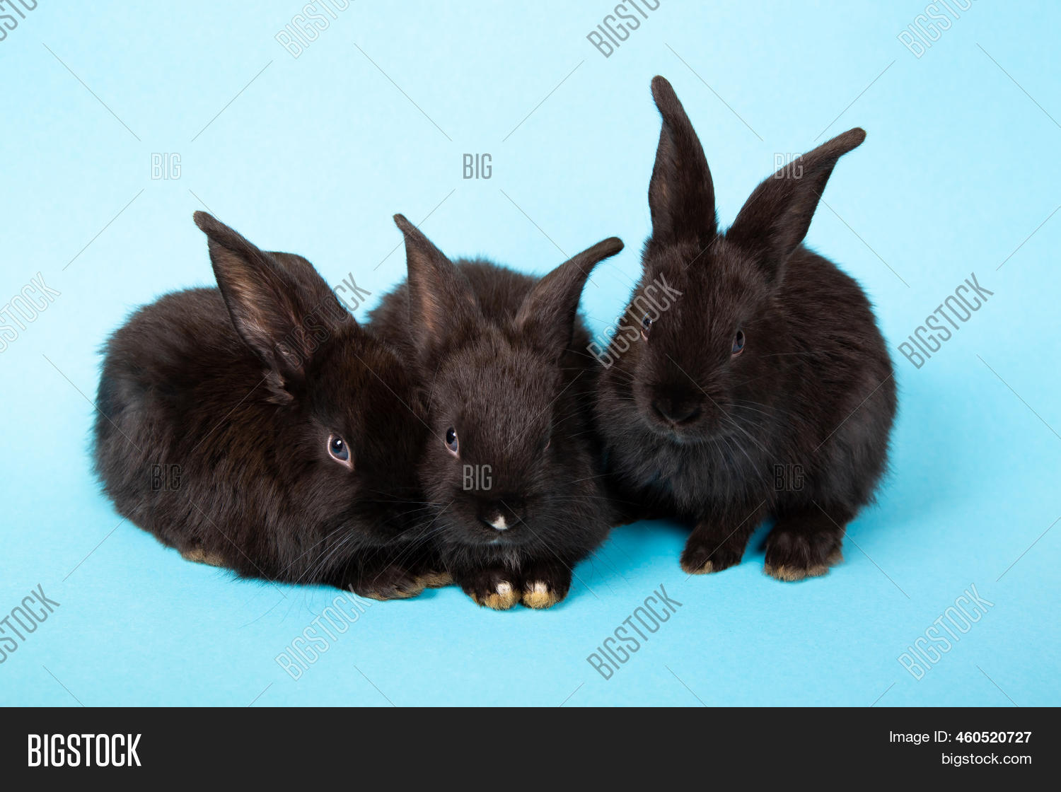 Three Little Black Image & Photo (Free Trial) | Bigstock