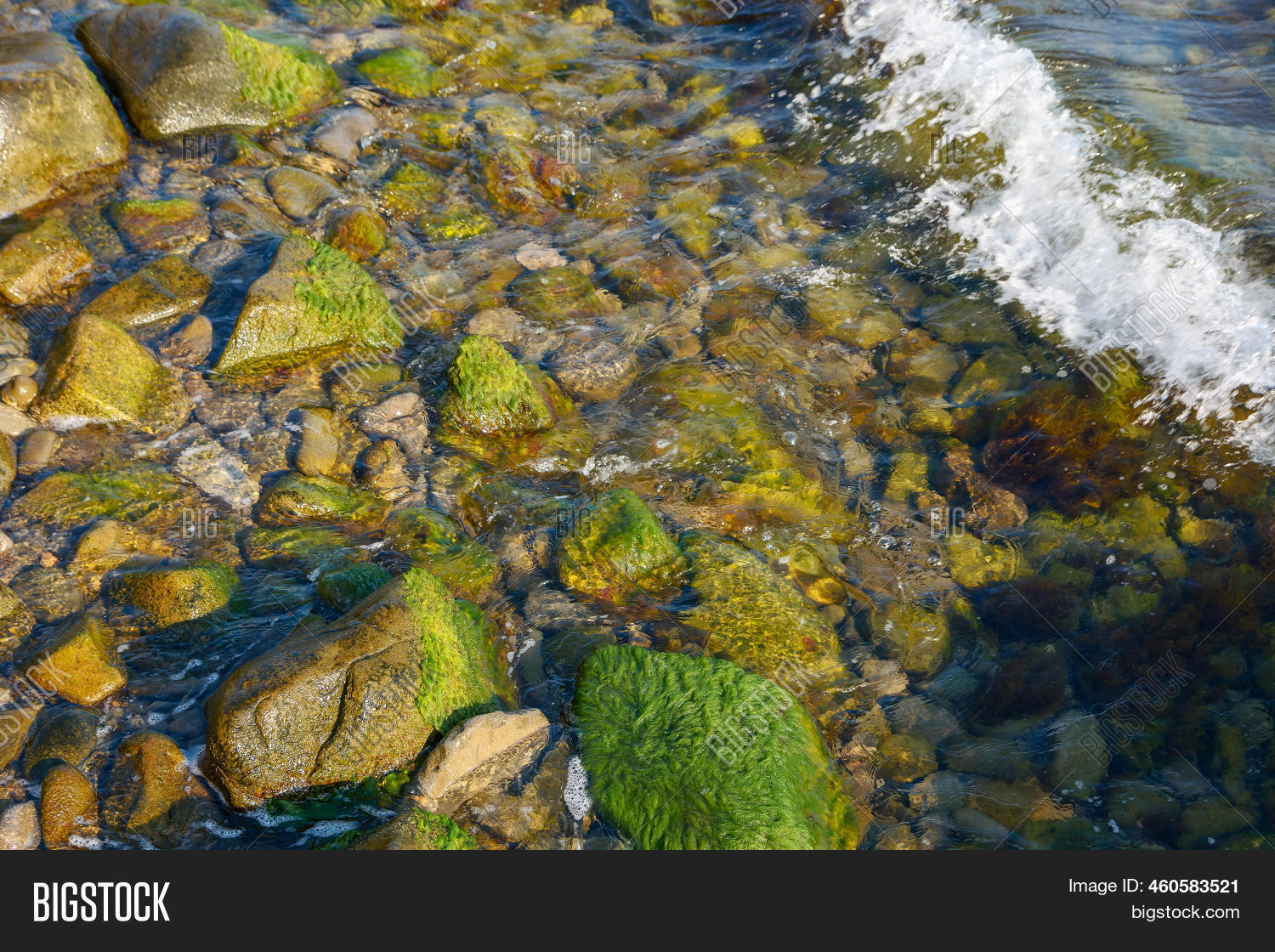 Seaweed Nature Image & Photo (Free Trial) | Bigstock