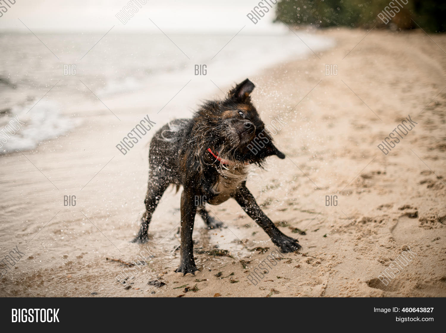 Funny View Cute Fur Image & Photo (Free Trial) | Bigstock