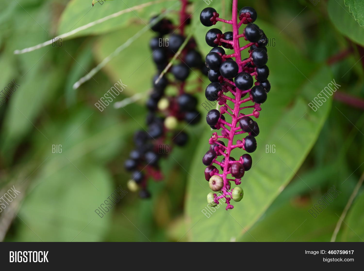 American Pokeweed Image & Photo (Free Trial) | Bigstock