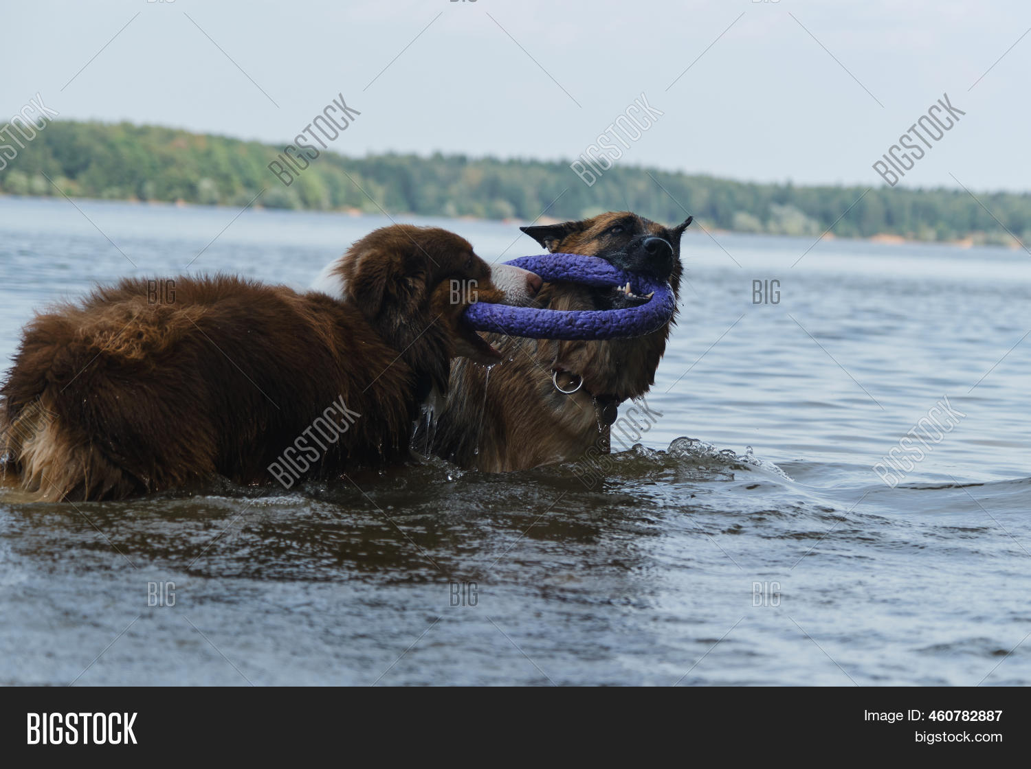 Two Dogs Having Fun Image & Photo (Free Trial) | Bigstock