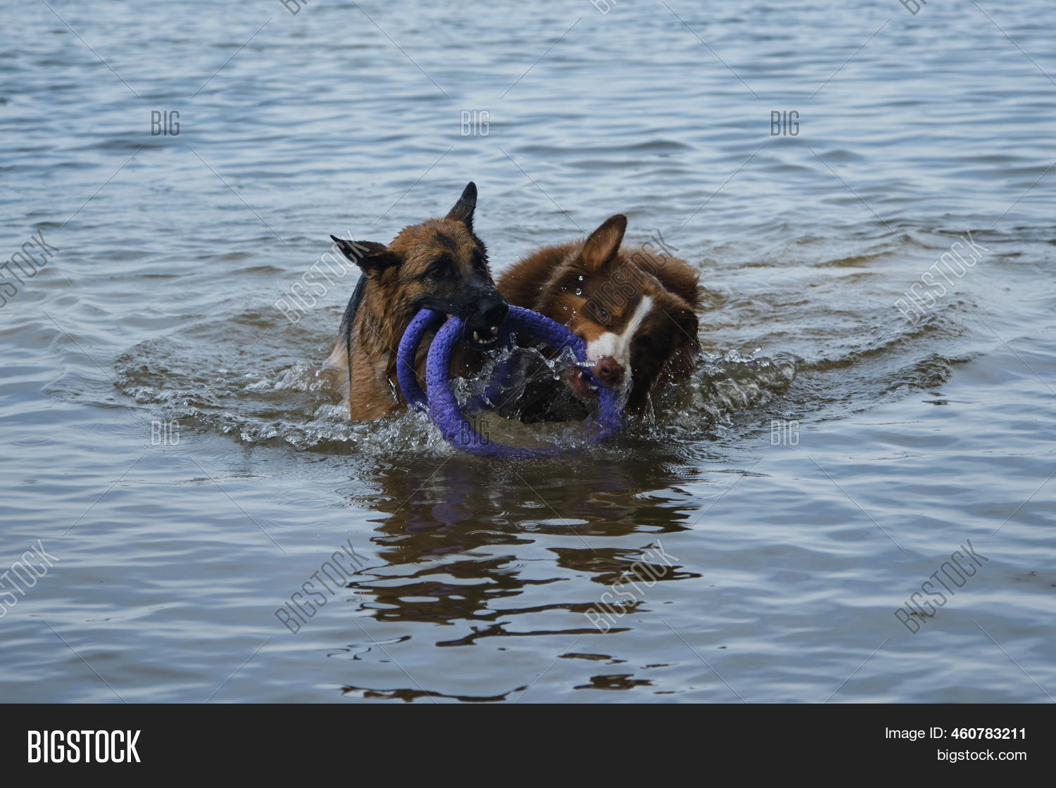 Two Dogs Having Fun Image & Photo (Free Trial) | Bigstock