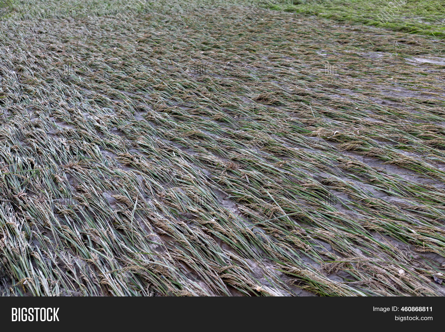 Rice Field Runoff By Image & Photo (Free Trial) | Bigstock