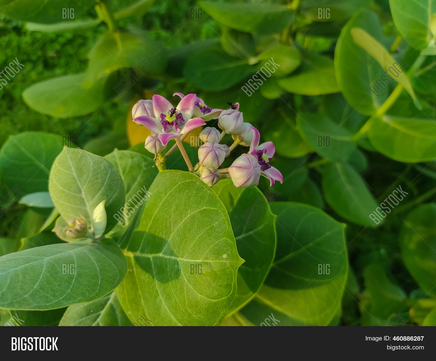 Safed Aak Crown Flower Image & Photo (Free Trial) | Bigstock