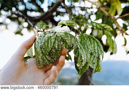 Gardener's Hand Shows Image & Photo (Free Trial) | Bigstock