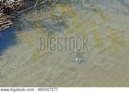 Blue Sea Crab Natural Image & Photo (Free Trial) | Bigstock