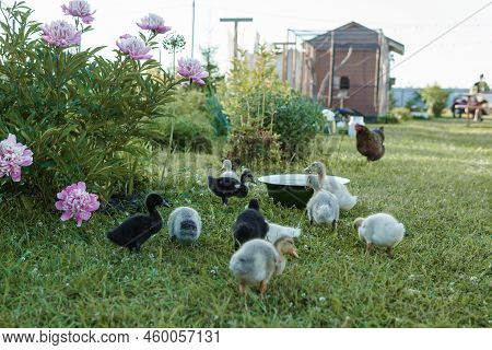 Ducks On Farm. Light Image & Photo (Free Trial) | Bigstock