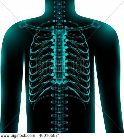 Transparent Human Body Image & Photo (Free Trial) | Bigstock