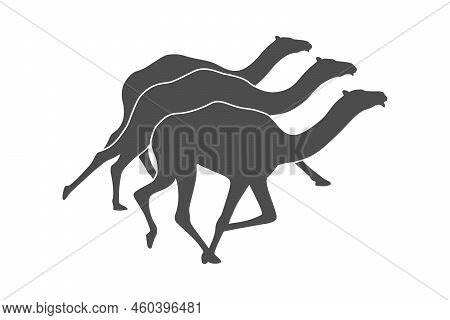 Running Camels Vector & Photo (Free Trial) | Bigstock