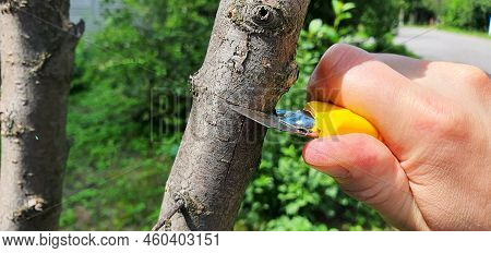 Budding Plum Tree. Image & Photo (Free Trial) | Bigstock