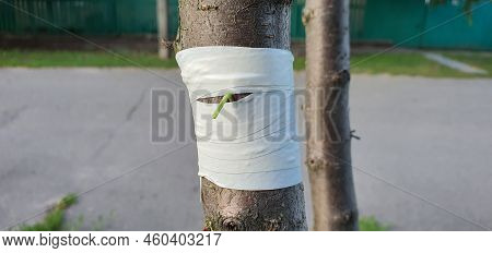 Budding Plum Tree. Image & Photo (Free Trial) | Bigstock