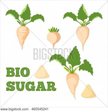 Set Sugar Beet Vector & Photo (Free Trial) | Bigstock