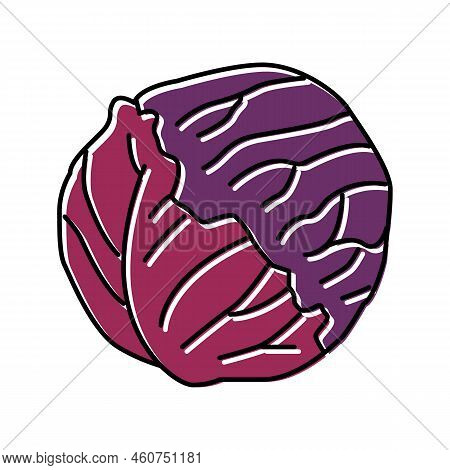 Red Cabbage Color Vector & Photo (Free Trial) | Bigstock