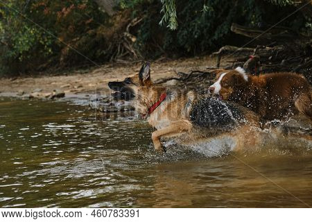 Two Dogs Having Fun Image & Photo (Free Trial) | Bigstock