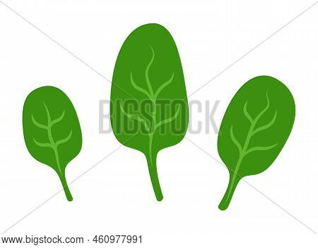 Spinach Illustration Vector & Photo (Free Trial) | Bigstock