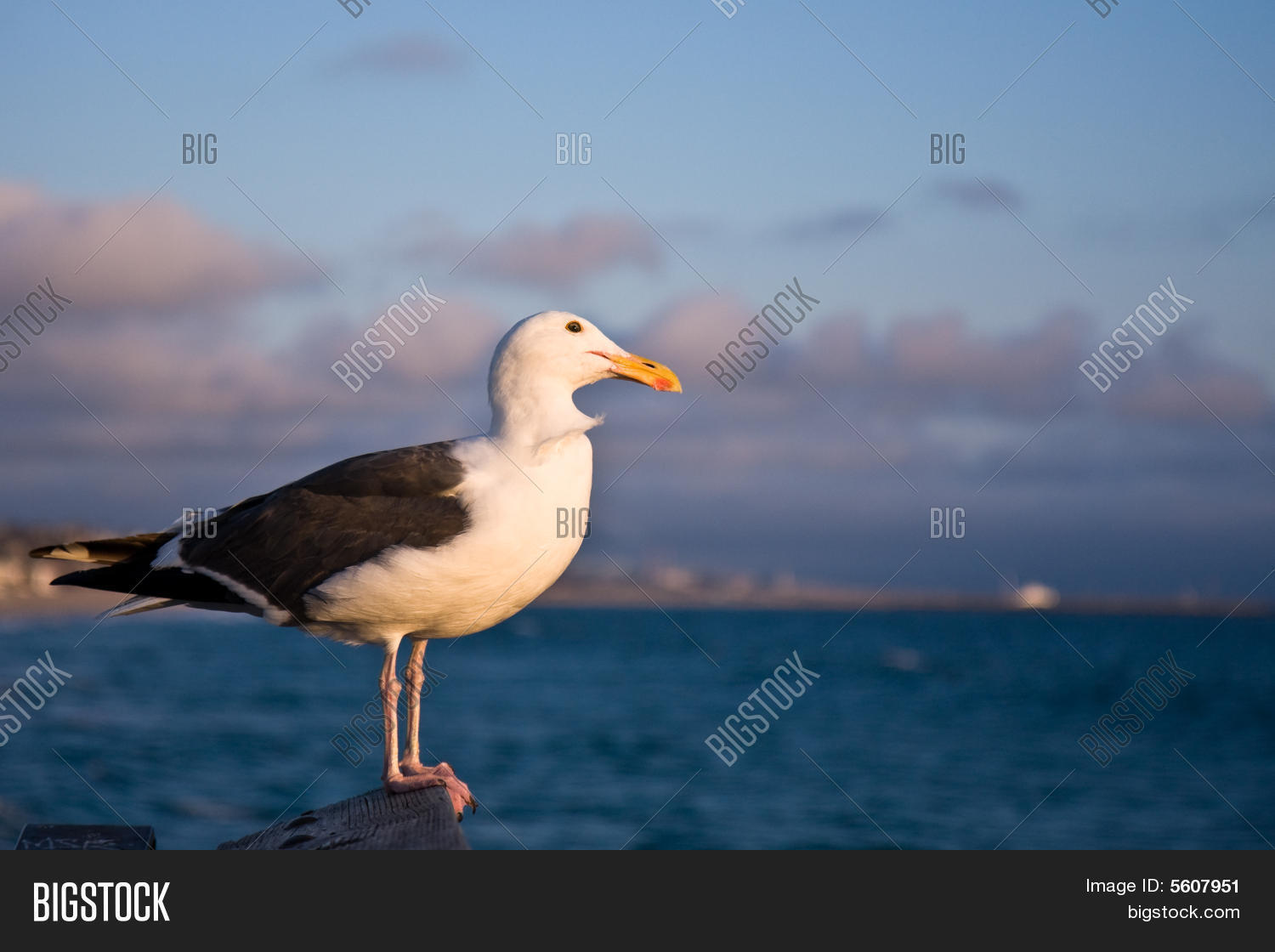 Seagull Sunset Image & Photo (Free Trial) | Bigstock