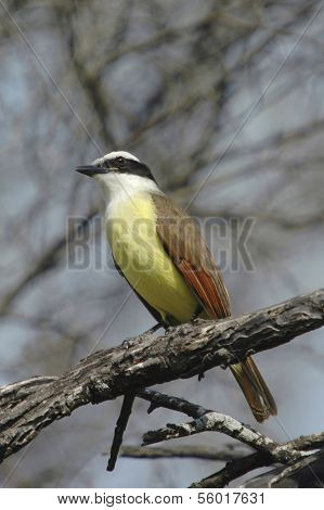 Great Kiskadee Image & Photo (Free Trial) | Bigstock