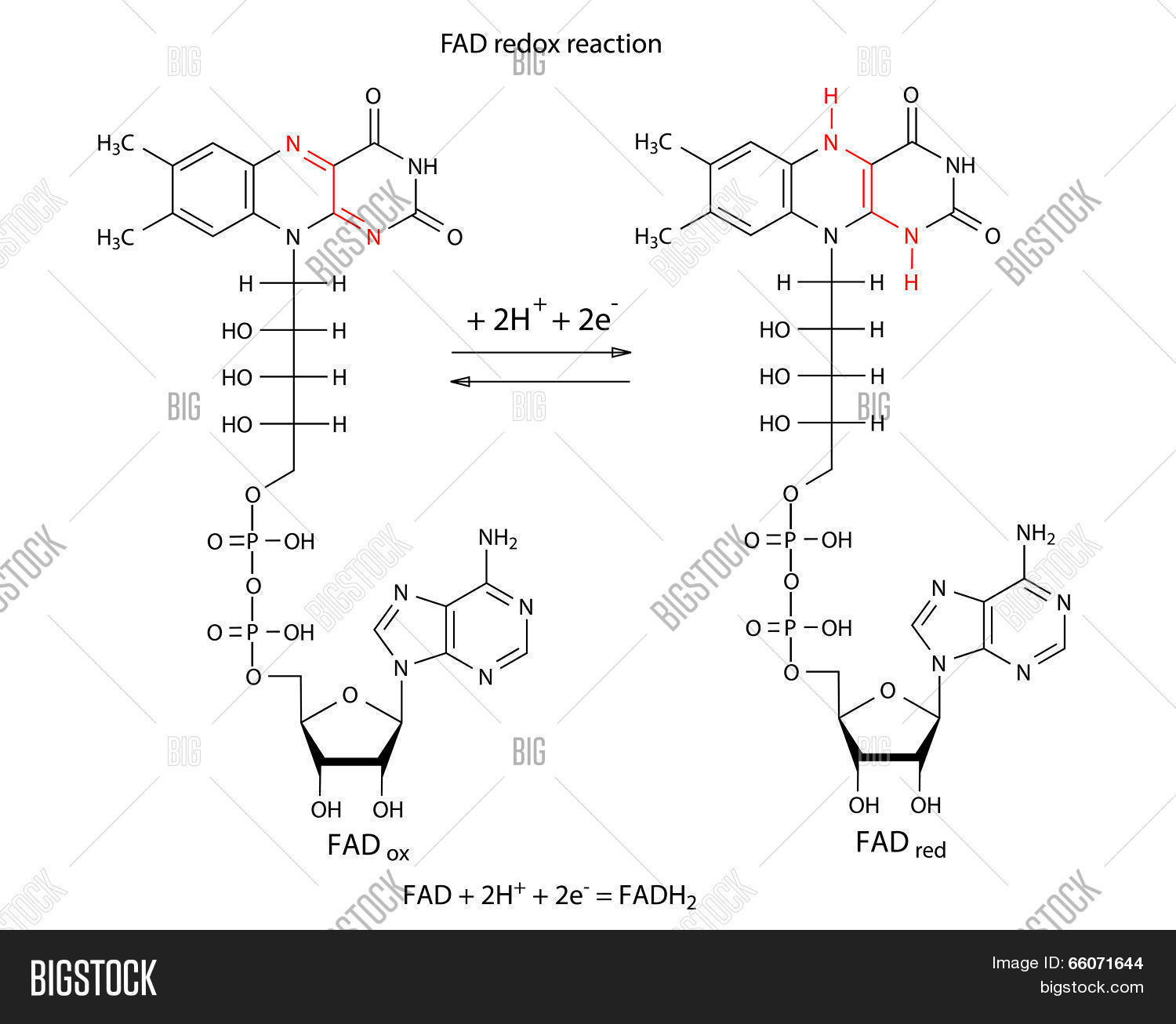 Illustration FAD Vector & Photo (Free Trial) | Bigstock