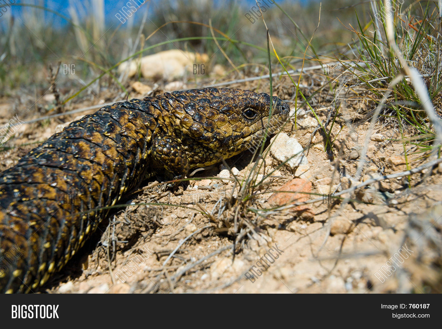 Stumpy Tail Lizard Image & Photo (Free Trial) | Bigstock