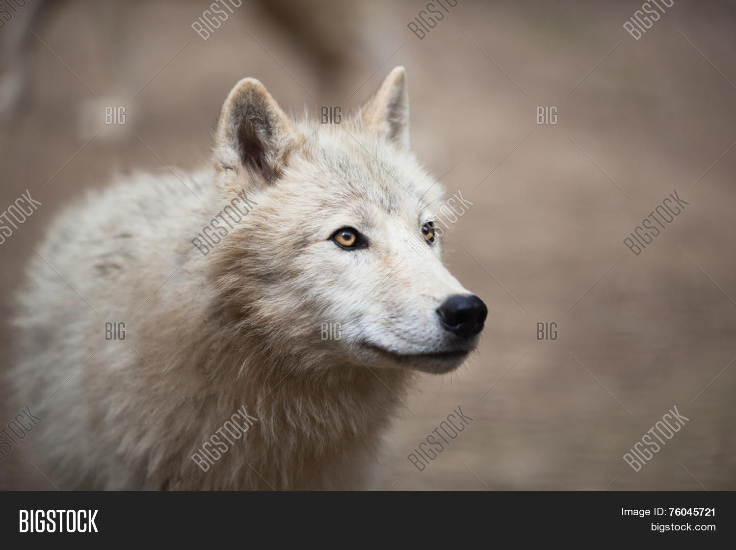 Arctic Wolf (Canis Image & Photo (Free Trial) | Bigstock