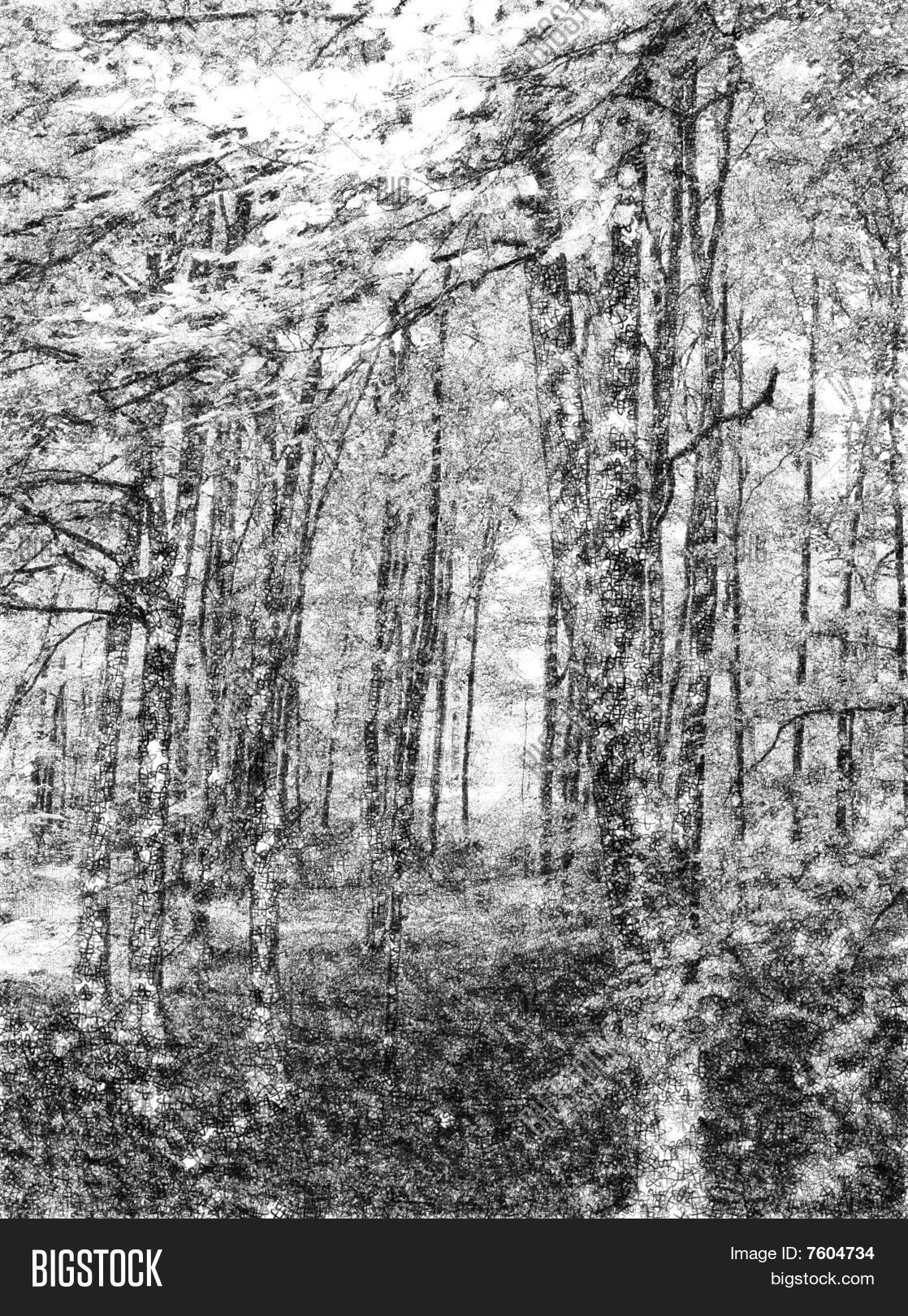 Sketch Path Trees Image & Photo (Free Trial) | Bigstock