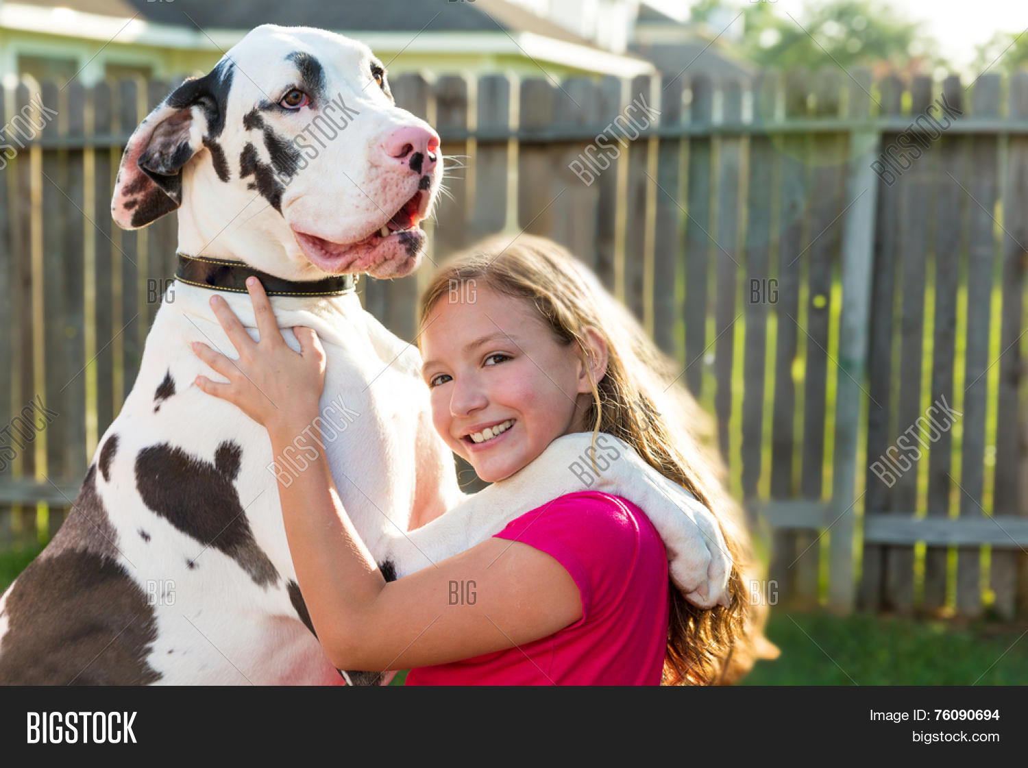Great Dane Stand On Image & Photo (Free Trial) | Bigstock