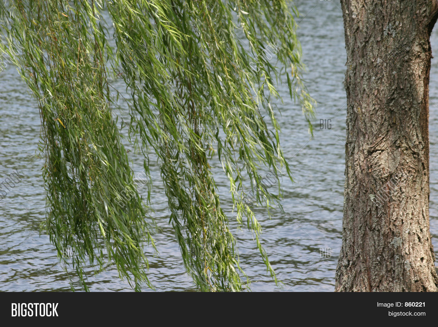 Summer Breeze Image & Photo (Free Trial) | Bigstock