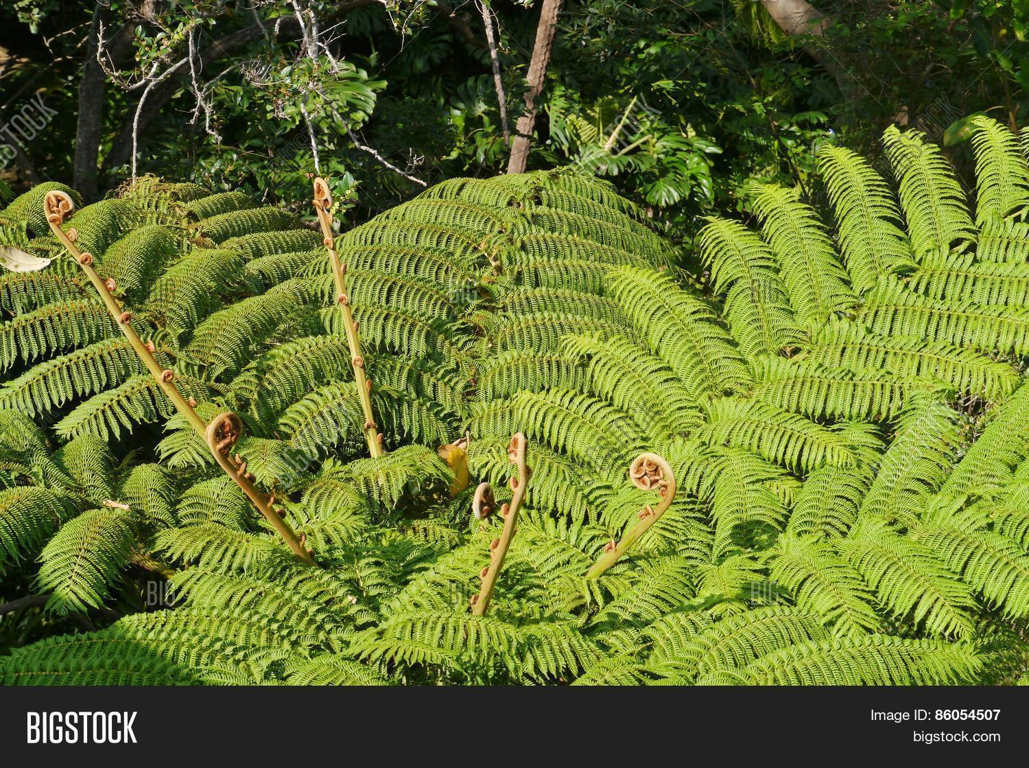Soft Fern Tree Image & Photo (Free Trial) | Bigstock