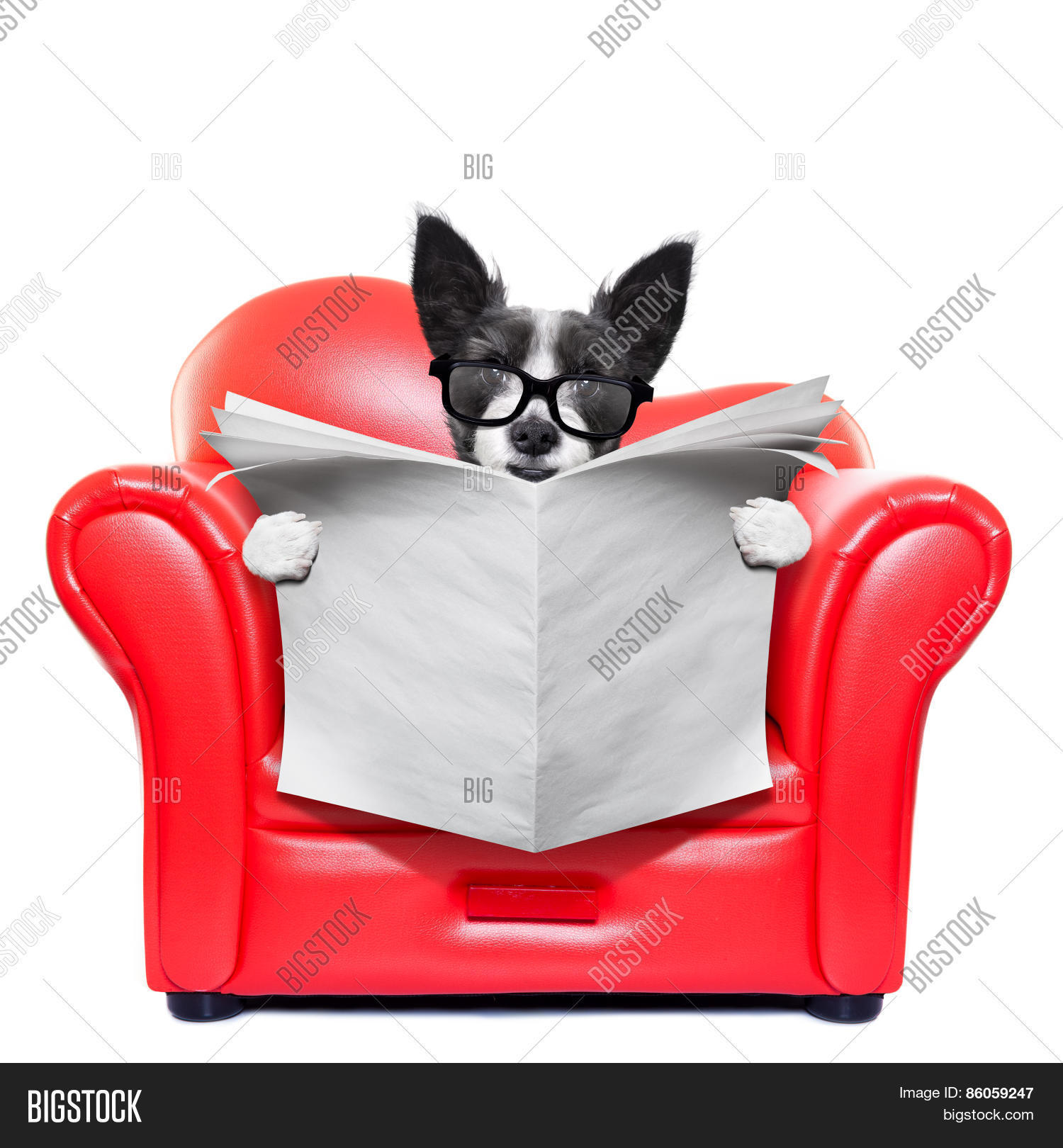 Dog Reading Newspaper Image & Photo (Free Trial) | Bigstock