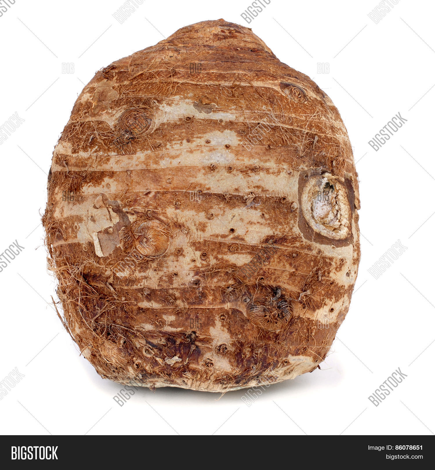 Raw Taro Corm On White Image & Photo (Free Trial) | Bigstock