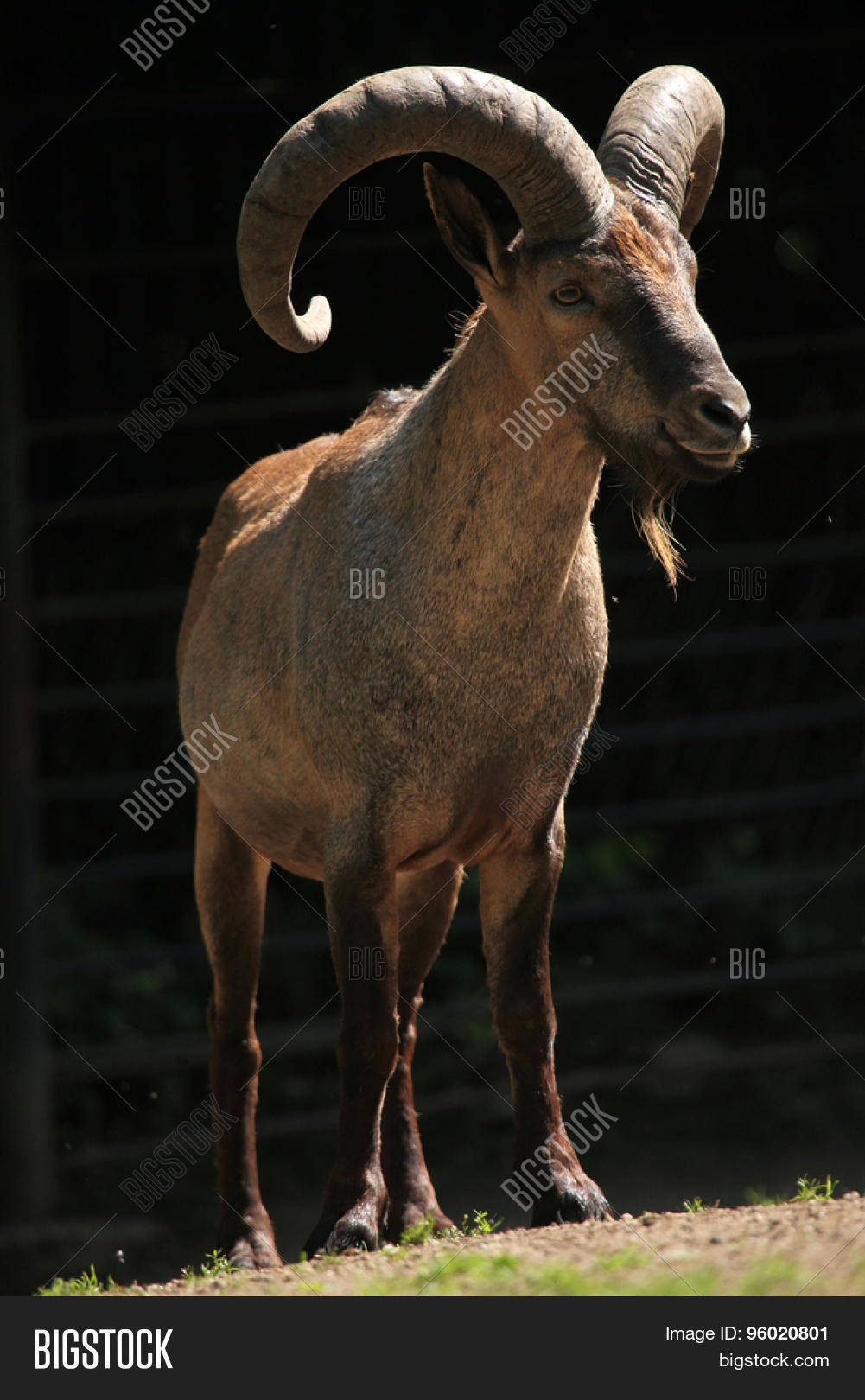 East Caucasian Tur ( Image & Photo (Free Trial) | Bigstock