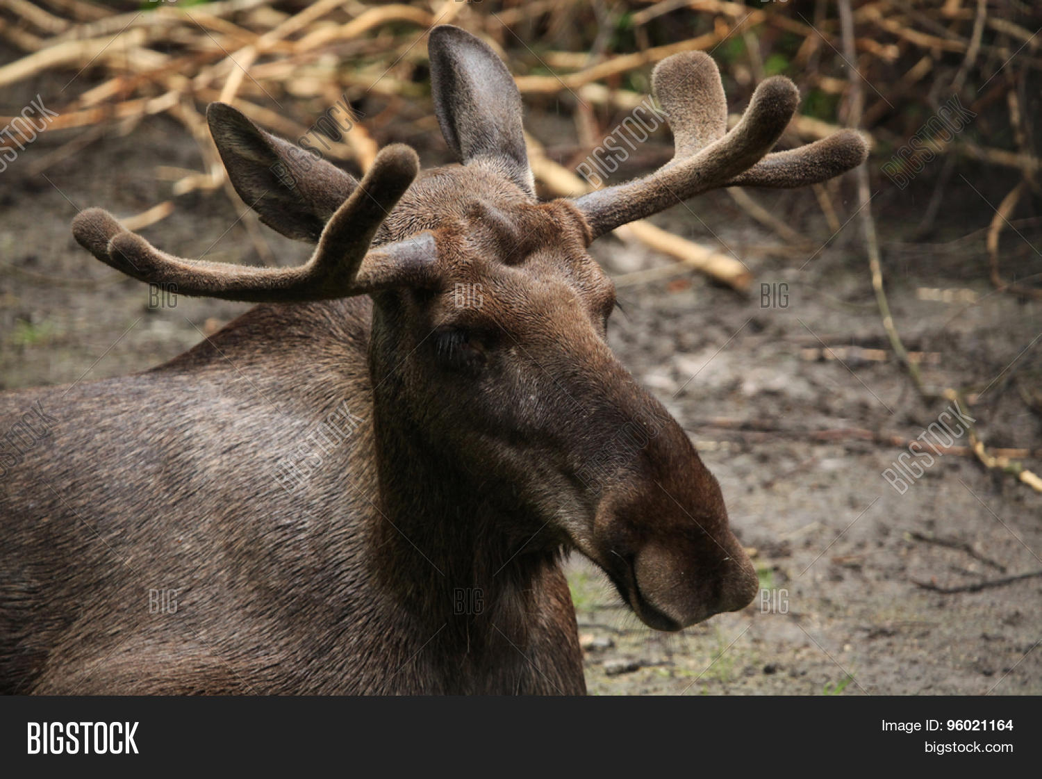 Moose (Alces Alces), Image & Photo (Free Trial) | Bigstock