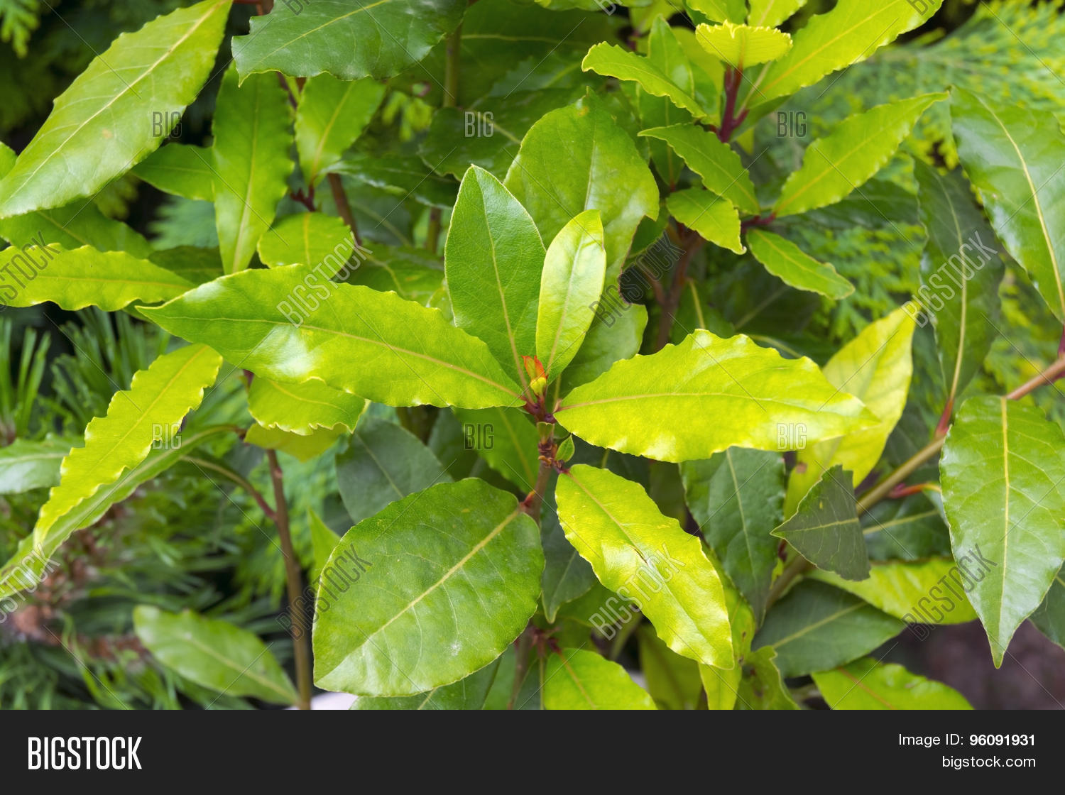 Grecian Laurel (laurus Image & Photo (Free Trial) | Bigstock