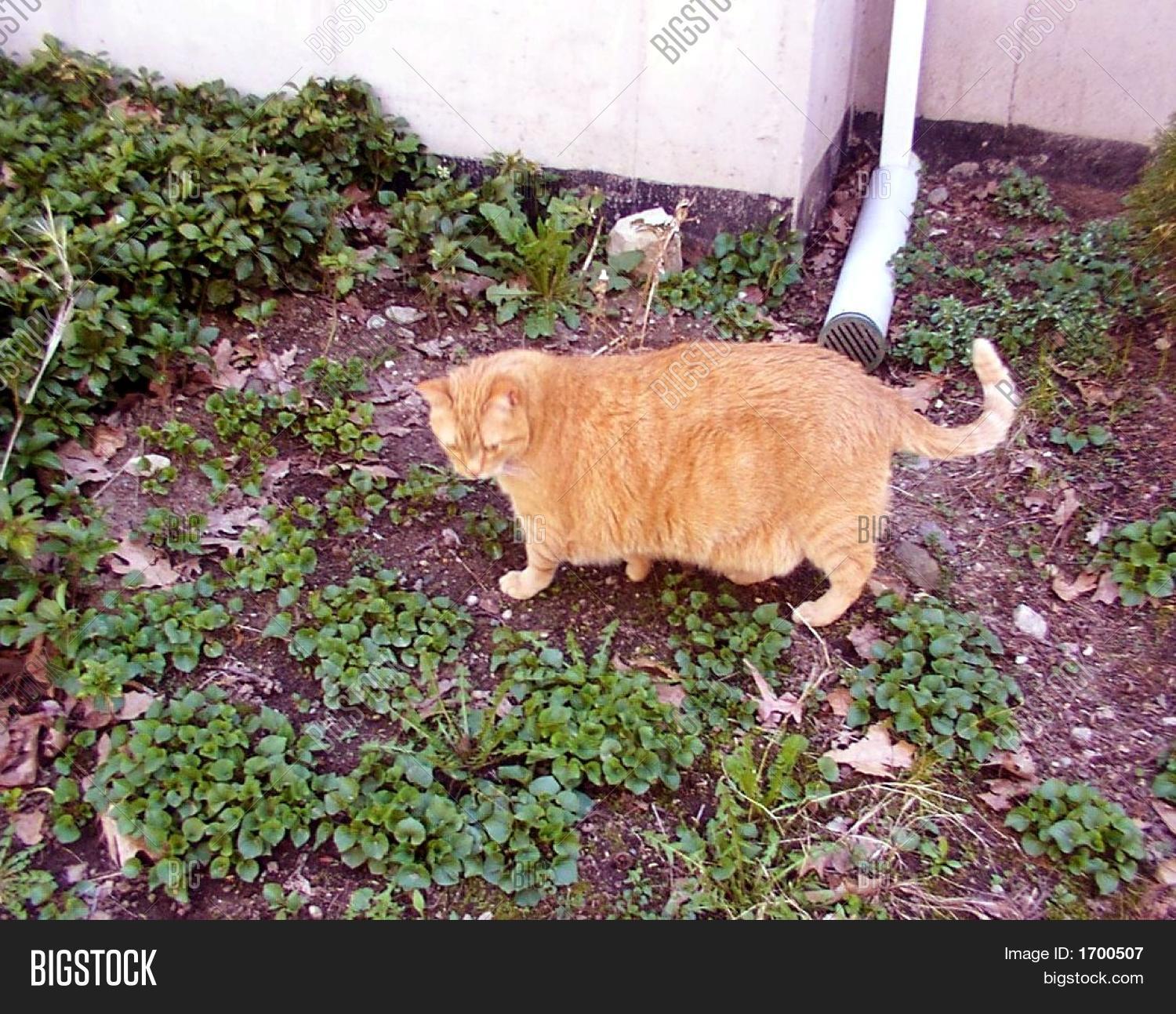 Big Orange Cat Image & Photo (Free Trial) | Bigstock