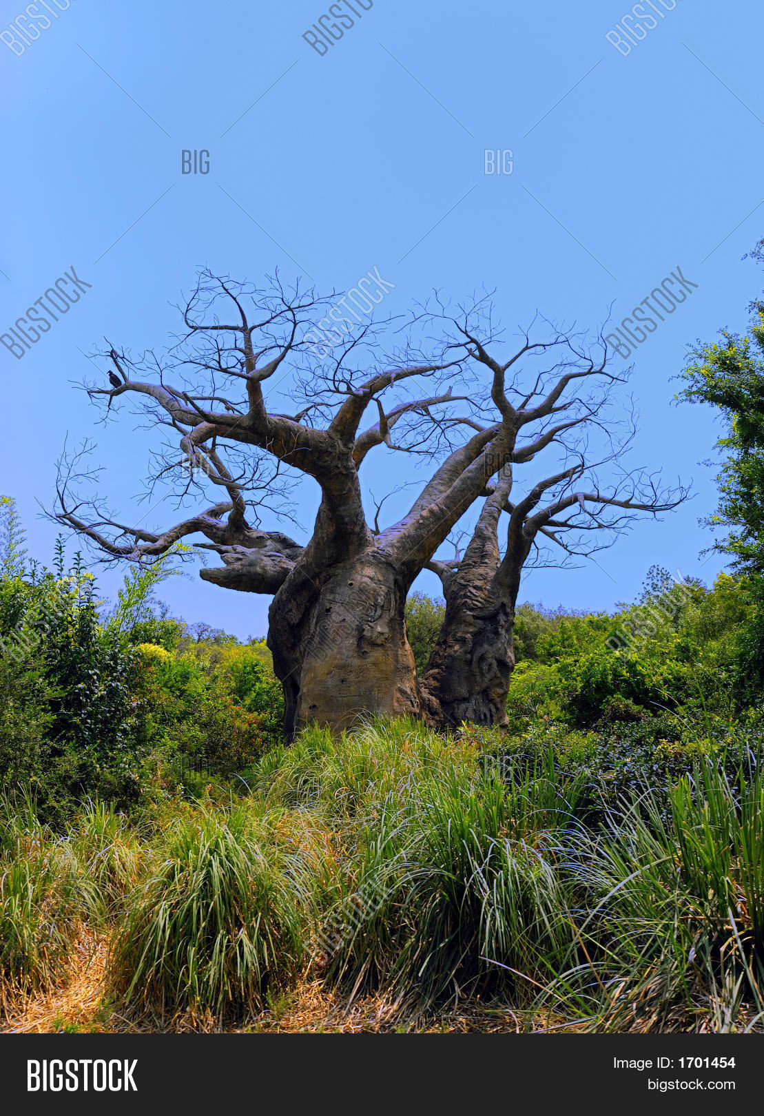 Old Barren Tree Image & Photo (Free Trial) | Bigstock