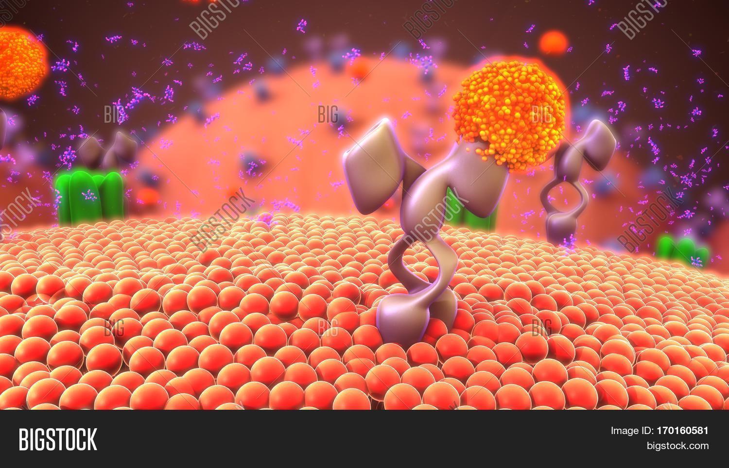 Cell-surface Receptors Image & Photo (Free Trial) | Bigstock
