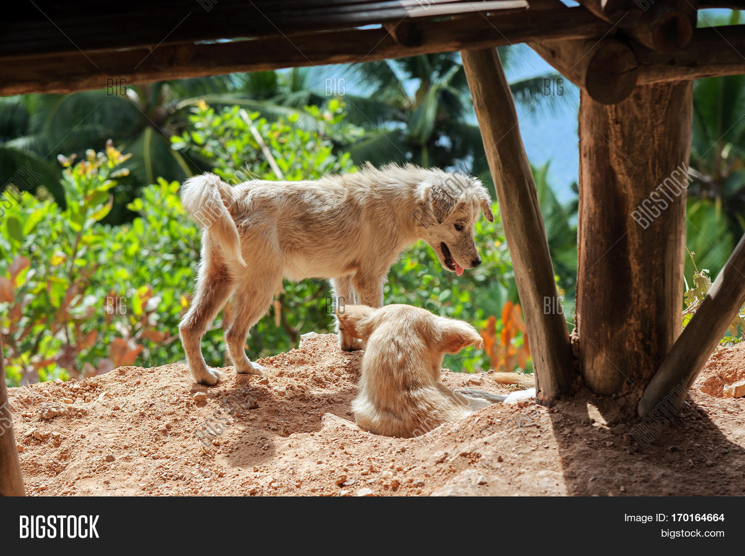 Two Small Dogs Image & Photo (Free Trial) | Bigstock
