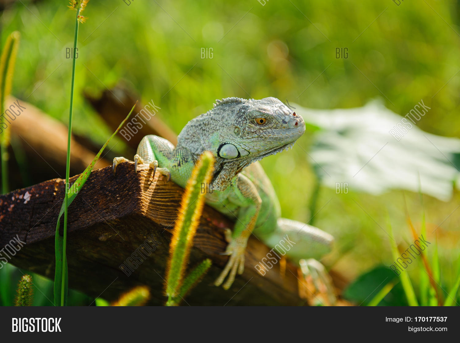 One Green Iguana Image & Photo (Free Trial) | Bigstock