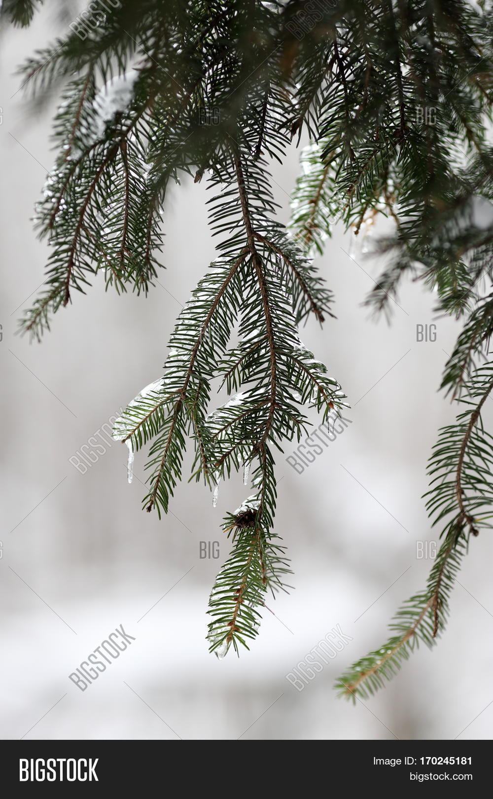 Sprig Conifer 이미지 및 사진(무료 체험) | Bigstock