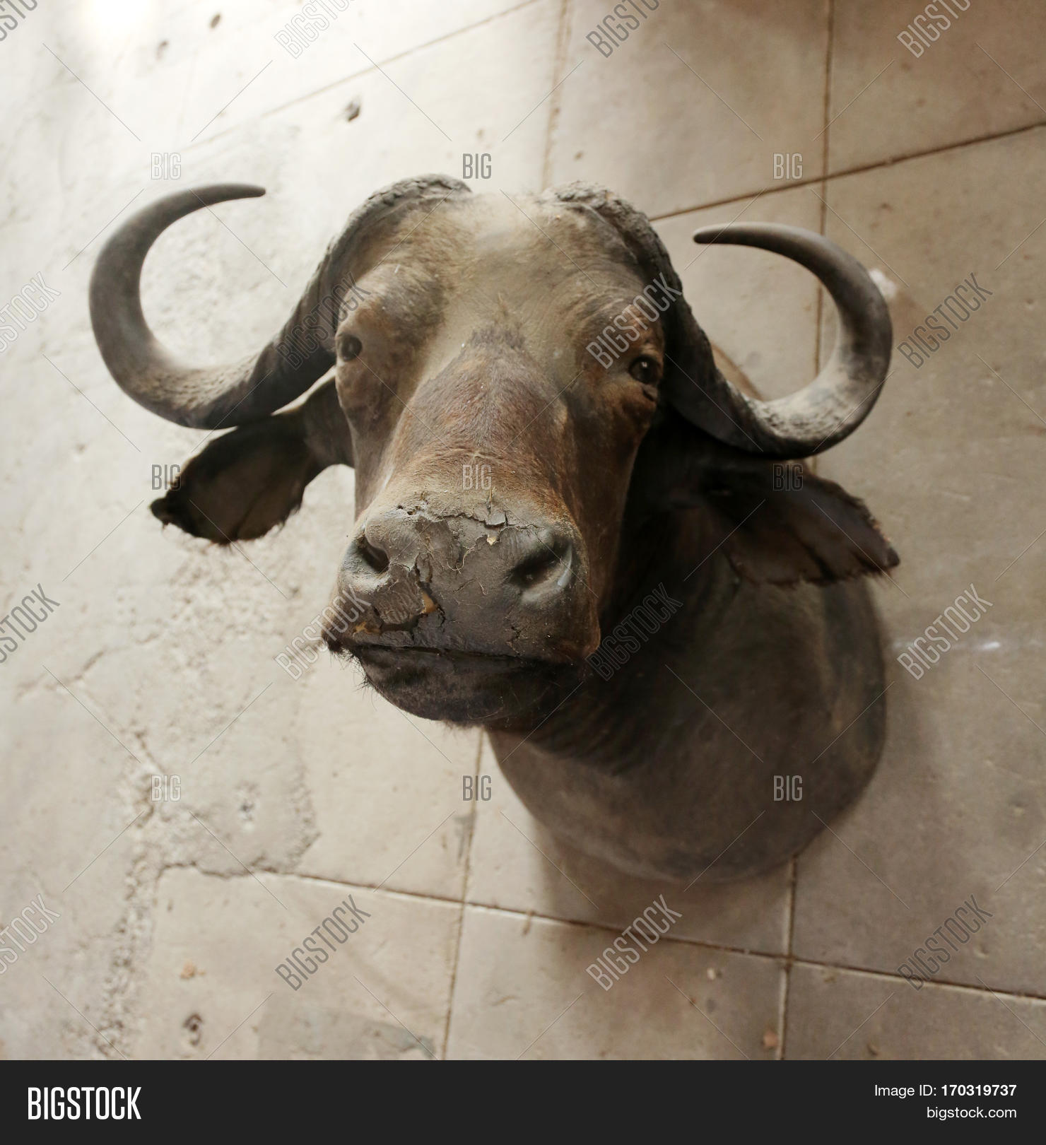 Water Buffalo. Old Image & Photo (Free Trial) | Bigstock